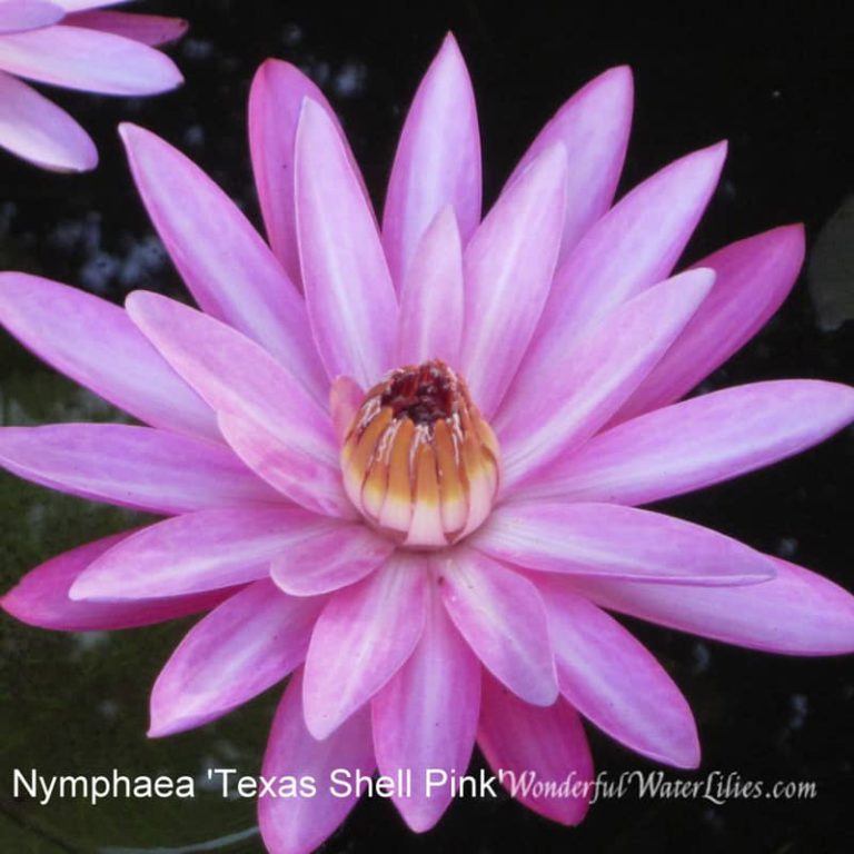 Texas Shell Pink - Wonderful Water Lilies