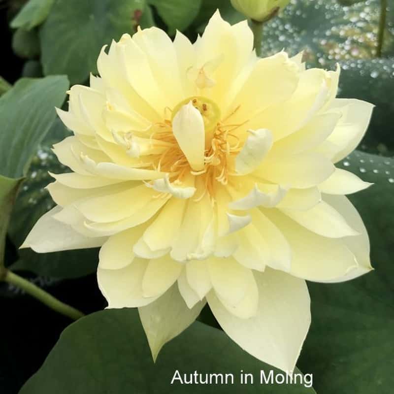 Nelumbo Lotus (Tubers) Archives - Wonderful Water Lilies